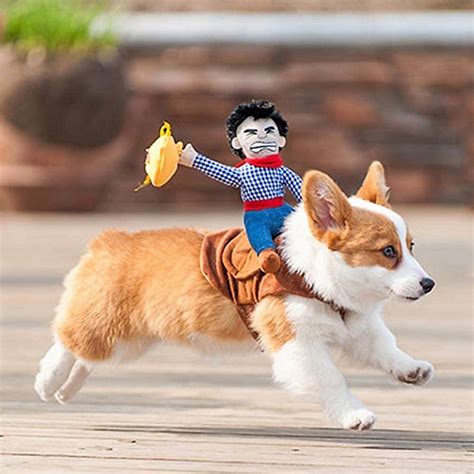 Best Corgi Halloween Costumes That Are So Funny