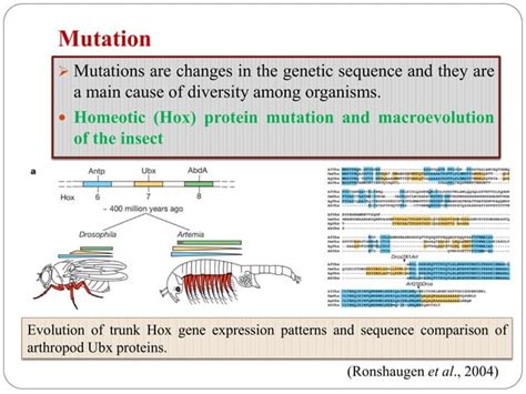 Coevolution Of Plant And Insects Pdf Beekeeping Hobbies And Interests