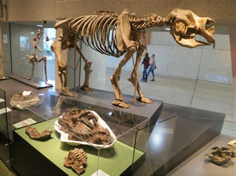 Diprotodon Skeleton