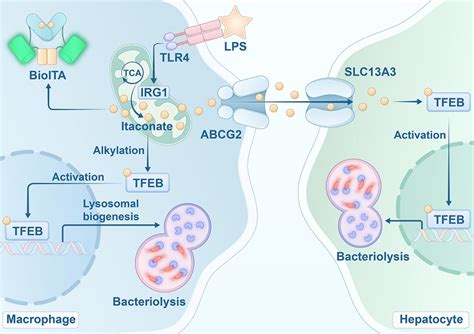Scientists Review The Role Of Itaconate In Immune Responses