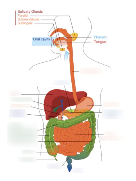 Aandp Lab Ii Digestive System Labeling Diagram Quizlet