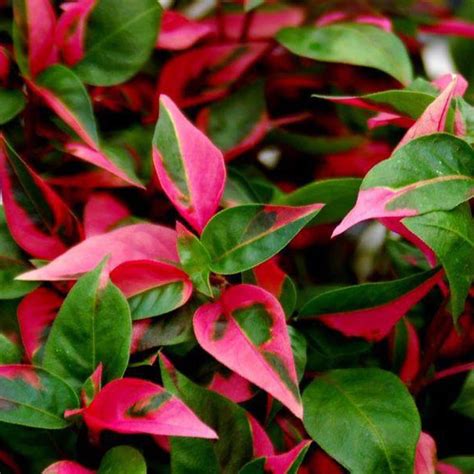 Alternanthera Party Time Starter Plant All Starter Plants Etsy