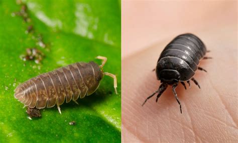 What Is A Sowbug