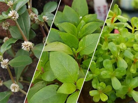 Assorted Plants Lot 8 20 Pots Diapteron Shop