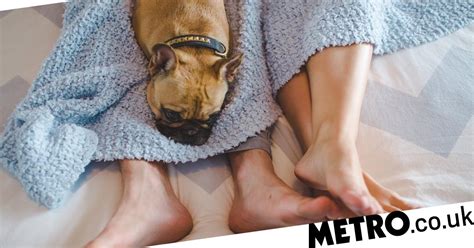 Were Using Our Pets As An Excuse Not To Have Sex Metro News
