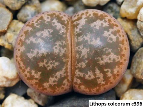 Lithops Coleorum C396 Rare 20 Seeds Living Stones Unusualseeds