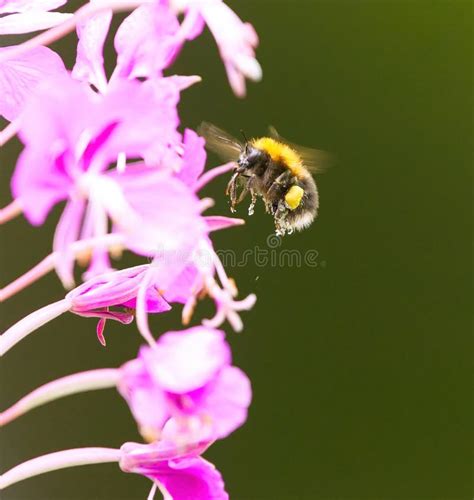 Tree Bumblebee Or New Garden Bumblebee Bombus Hypnorum Flying To The Flower Stock Image