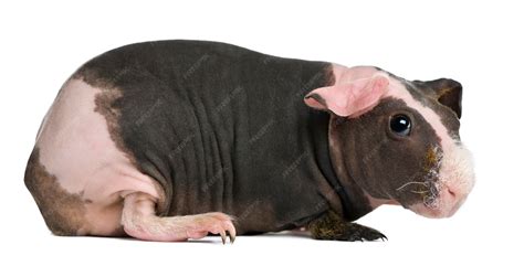 Premium Photo Hairless Guinea Pig Standing