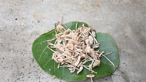 Termitomyces Mushrooms Stock Footage Video Of Natural 342204122