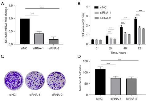 Slc1a3 Knockdown In Inhibiting The Proliferation Apoptosis Resistance