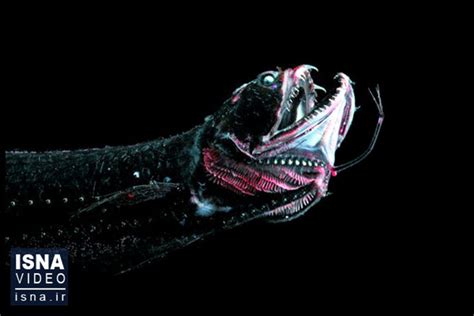 ویدئو سفر به دنیای عجایب و ناشناخته‌ها در گودال ماریانا ایسنا