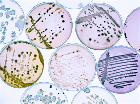 Microbiome Engineering Group Luxembourg Institute Of Science And