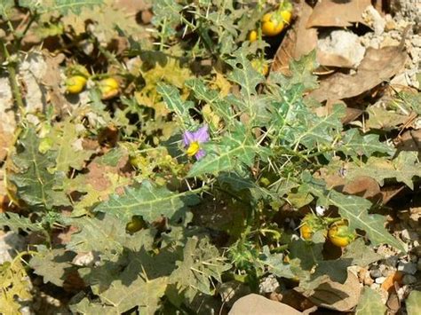 Brown Clerodendron Serratum Bhoi Ringani Dried Herb Packaging Type