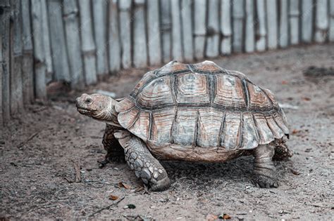 Premium Photo Close Up Big Turtle Thailand Giant Turtle Wildlife In