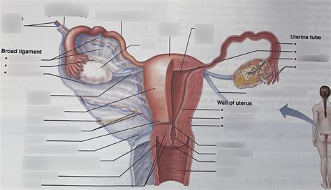 Female Internal Reproductive Organs 3 Diagram Quizlet