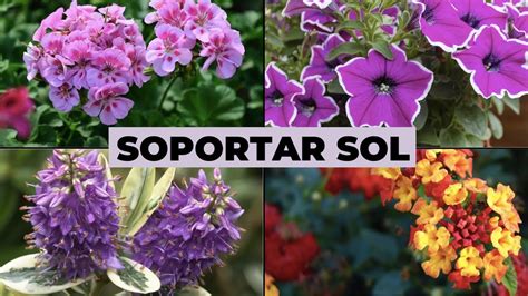 7 Plantas De Sol Con Flores Para Exteriores💜 Youtube