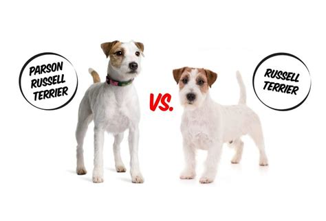 Whats The Difference Between The Parson Russell Terrier The Jack