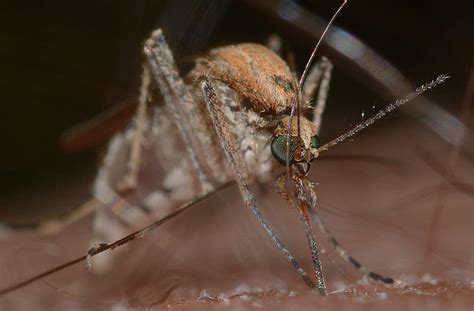 Mosquitoes Teeth Up Close