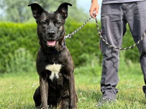 Shelbie Chien à Adopter à Saint Omer 62 Animauxfr