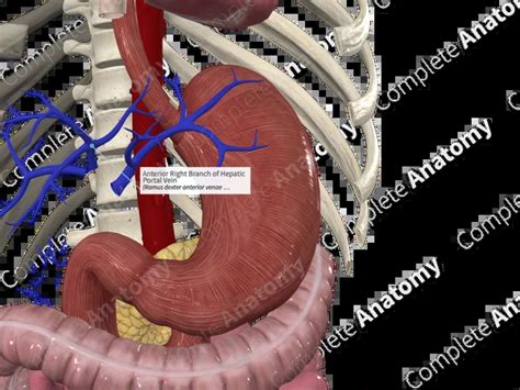 Hepatic Vein Model