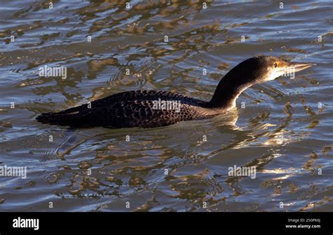 The Great Northern Diver Migrates To Uk Waters From The Far North They