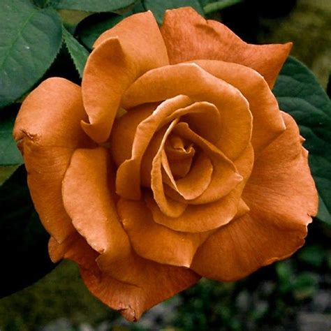 Rosa Pumkin Patch R Flowers