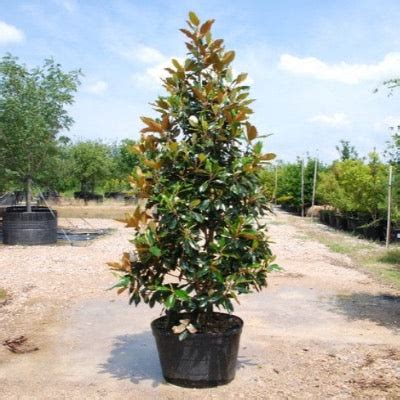 Magnolia Tree Little Gem Plant It Tampa Bay