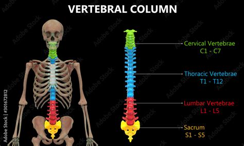 Vertebral Column Of Human Skeleton System Anatomy Anterior View Stock