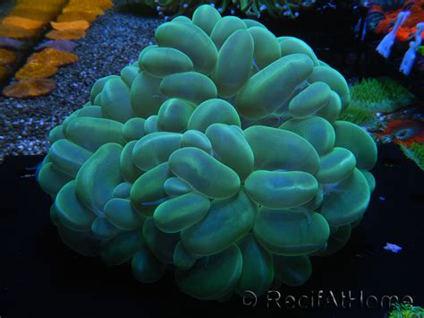 Wysiwyg Plerogyra Sinuosa 8 Skeleton 10 Cmopen 17 Cm