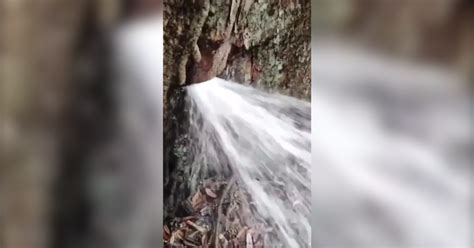 Video Of Tree Spewing Jet Of Water Has 6 Million Views And Counting