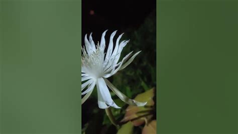 ကုမုဒြာကြာပန်း ပန်း ကြာ ကုမုဒြာ သဘာဝအလှတရား Youtube