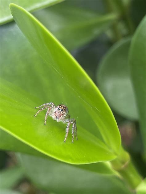 Spider In Cr Rspiderbro