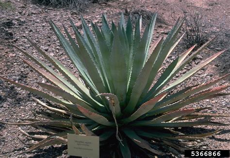 Agave Agave Spp Liliales Agavaceae 5366866