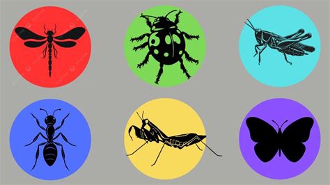 Spin Insect Dragonfly Ladybug Grasshoper Ant Praying Mantis
