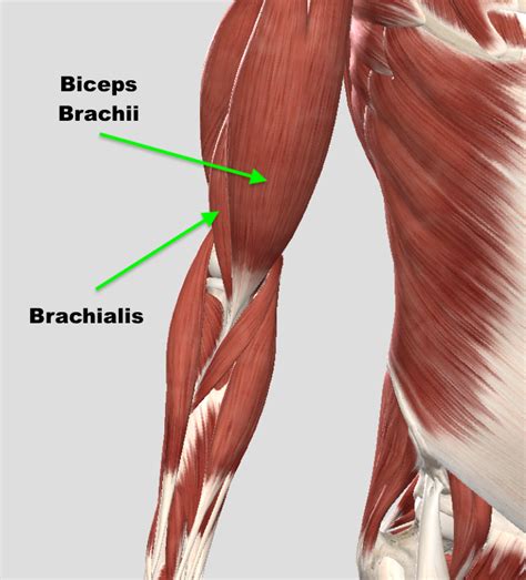 Biceps Squat University