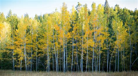 Winter Tree Identification Workshop Morning Ag Clips