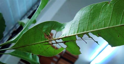 Naturalism The Eighth Sense Stick Insect Master Of Mimicry And Camouflage Naturalism The Eighth Sense Stick Insect Master Of Mimicry And Camouflage