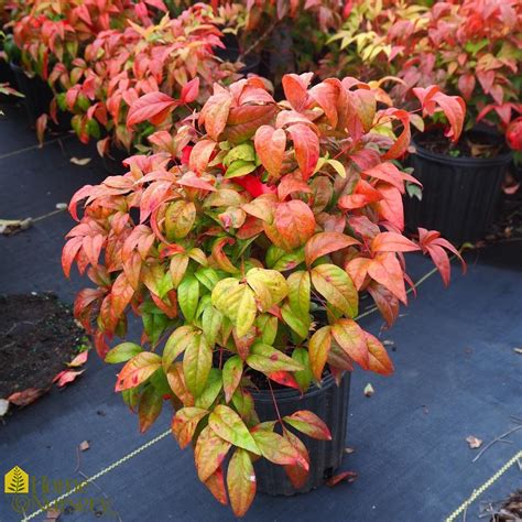 Fire Power Nandina