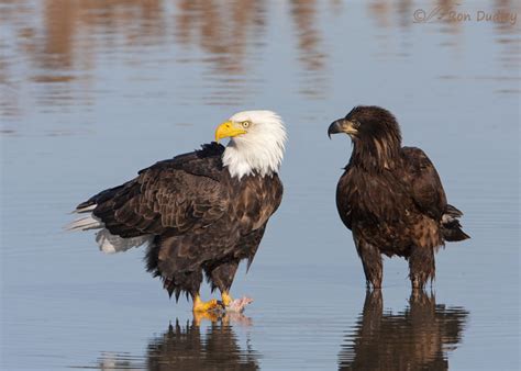 A Visual Comparison Of Two Bald Eagle Development Stages Feathered Photography