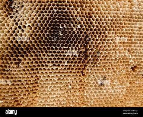 Honeycombs With Natural Healthy Bees Wax Texture Closeup Of Hexagonal