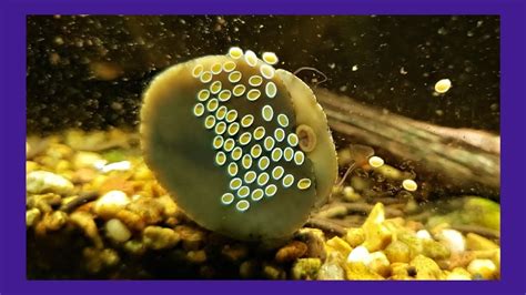 Close Up Of A Nerite Snail On Its Eggs Youtube