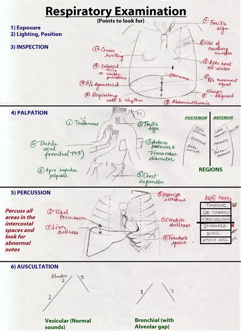 What Is A Full Respiratory Assessment At Diana Kearns Blog