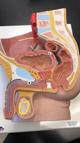 Reproductive System Flashcards Quizlet