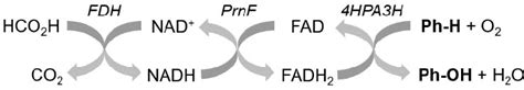 Scheme Of Enzyme Cascade For In Vitro Hydroxylation For Recycling Of