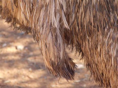Emu Flightless Birds