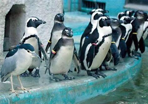 一只「脱了毛裤的企鹅」，在企鹅群里蹭吃蹭喝冠夜鹭