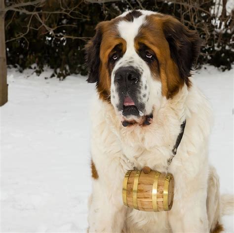 Saint Bernard Barrel Collars