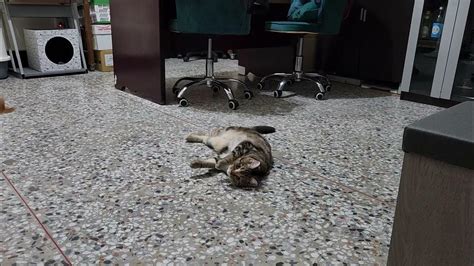 阿妮基的表演 Youtube