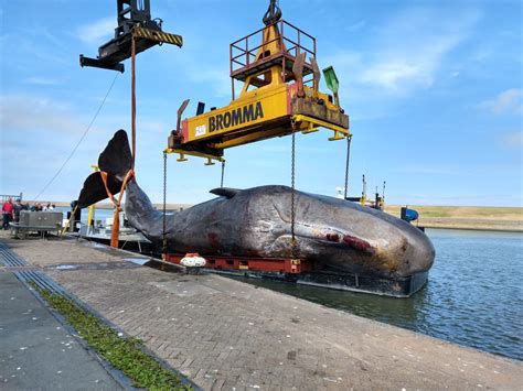Naturalis Overleden Potvis Blijkt Enorm Groot Sleutelstad