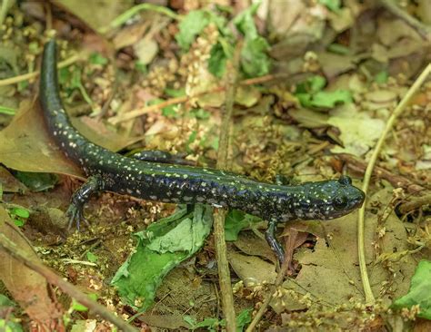 Plethodon Glutinosus